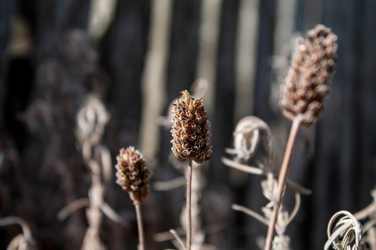 Distelarten-Bilder: Stock-Fotos & -Videos. | Adobe Stock
