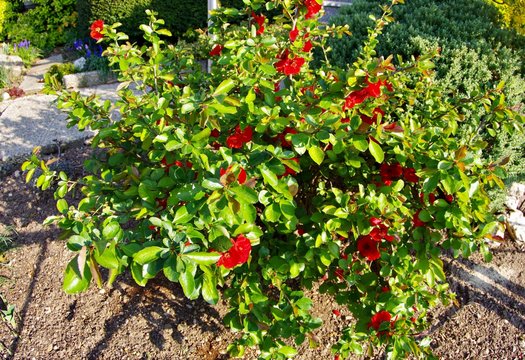 「Blumenstrauch」の写真素材 | 184件の無料イラスト画像 | Adobe Stock