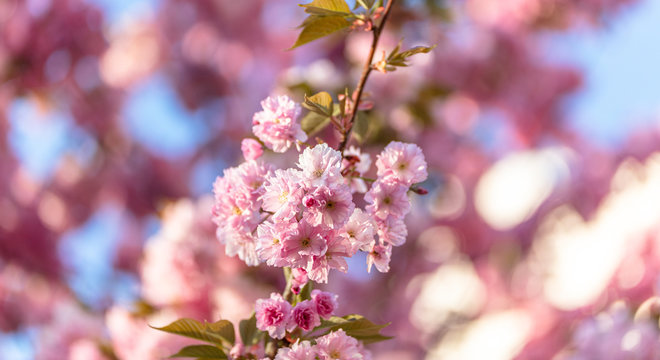 "Japanische Kirsche" - Images et vidéos libres de droits | Adobe Stock