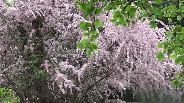 Tamerice Images – Browse 59 Stock Photos, Vectors, and Video | Adobe Stock