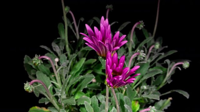 「Gousblom」の写真素材 | 149件の無料イラスト画像 | Adobe Stock