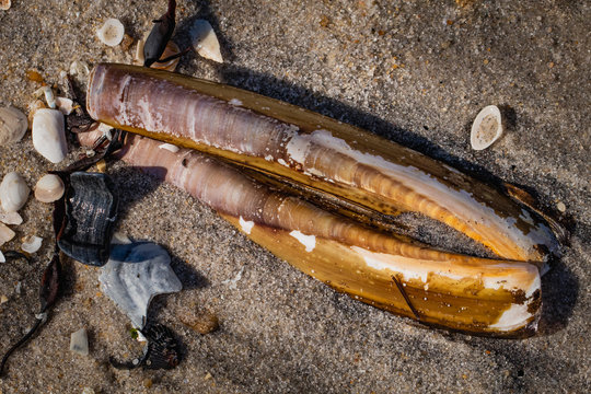 Beachcomb Bilder – Durchsuchen 2,651 Archivfotos, Vektorgrafiken und ...