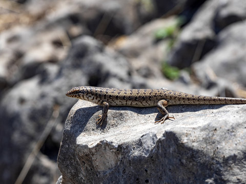 รูปภาพChalcides – เลือกดูภาพถ่ายสต็อก เวกเตอร์ และวิดีโอ6,444 | Adobe Stock