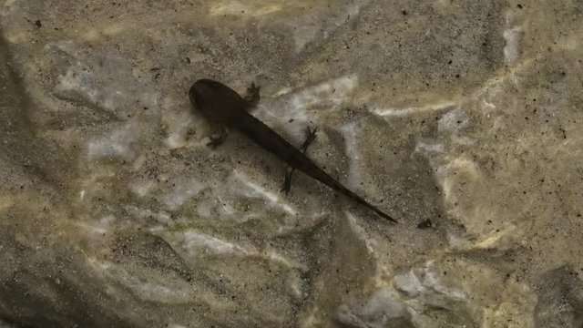 Girino bilder – Bläddra bland 187 stockfoton, vektorer och videor ...