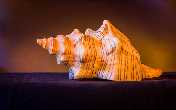 รูปภาพKoncha – เลือกดูภาพถ่ายสต็อก เวกเตอร์ และวิดีโอ168 | Adobe Stock