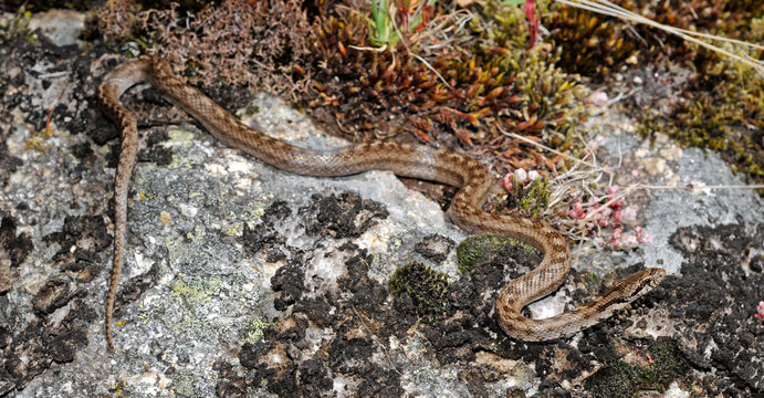 Imagens de Nattern – Explore Fotografias do Stock, Vetores e Vídeos de ...