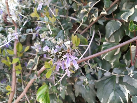 Lilla Bilder – Durchsuchen 5,489 Archivfotos, Vektorgrafiken und Videos ...