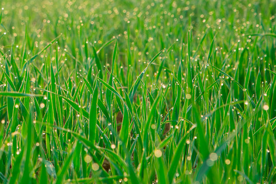 รูปภาพAuttum – เลือกดูภาพถ่ายสต็อก เวกเตอร์ และวิดีโอ151 | Adobe Stock