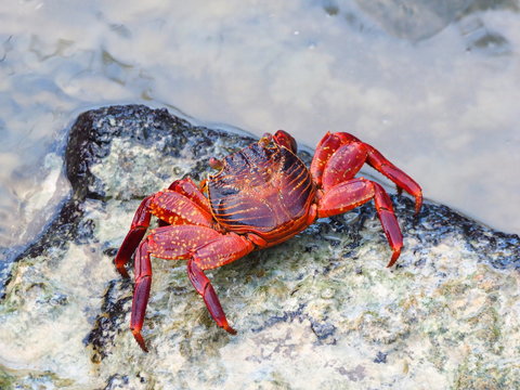 รูปภาพCrustacean – เลือกดูภาพถ่ายสต็อก เวกเตอร์ และวิดีโอ252,289 ...