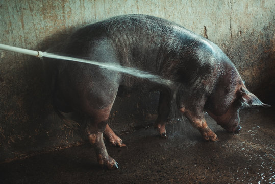 รูปภาพAquatic.hog – เลือกดูภาพถ่ายสต็อก เวกเตอร์ และวิดีโอ2,076 | Adobe ...