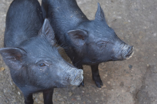 "Black Pigs" Bilder – Durchsuchen 547 Archivfotos, Vektorgrafiken und ...