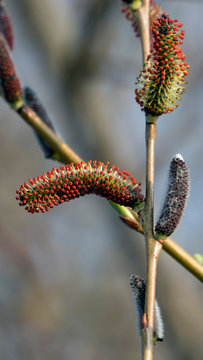 Bazie Bilder – Durchsuchen 1,277 Archivfotos, Vektorgrafiken und Videos ...