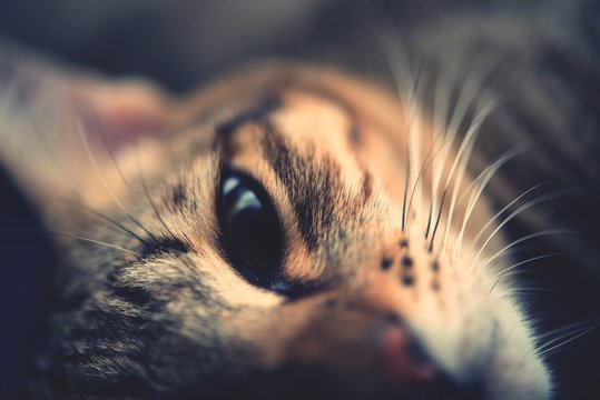 Tieraugen Bilder – Durchsuchen 2,851,597 Archivfotos, Vektorgrafiken ...