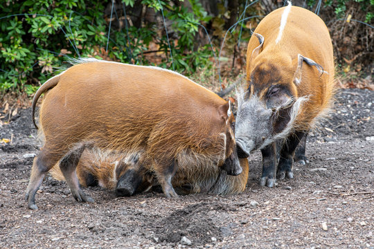 Wasserschweine Images – Browse 60 Stock Photos, Vectors, and Video ...