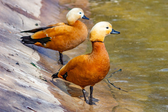 Ogar Images – Parcourir 407 le catalogue de photos, vecteurs et vidéos ...