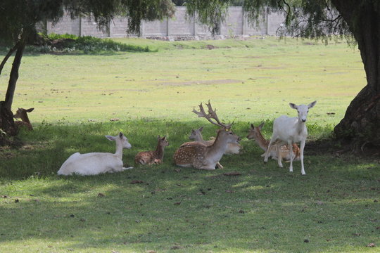 รูปภาพGacela – เลือกดูภาพถ่ายสต็อก เวกเตอร์ และวิดีโอ865 | Adobe Stock