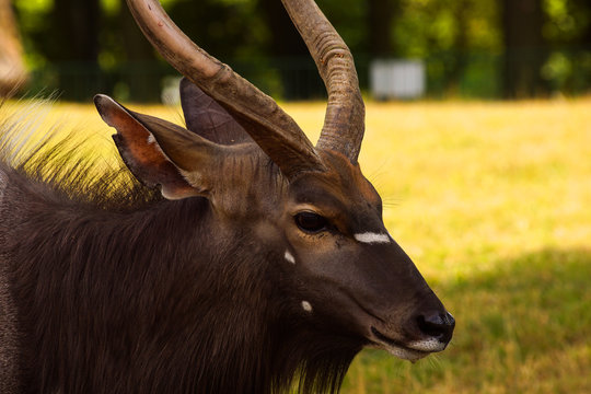 Antylopa Images – Browse 306 Stock Photos, Vectors, and Video | Adobe Stock