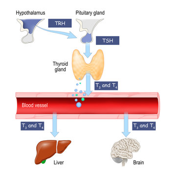 Tsh Images – Browse 52 Stock Photos, Vectors, and Video | Adobe Stock