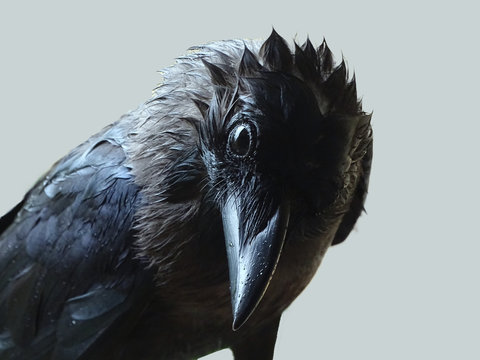 "Wet Crow" Images – Browse 11 Stock Photos, Vectors, and Video | Adobe ...