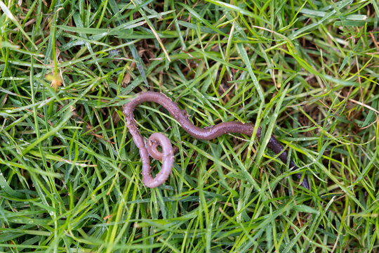 รูปภาพWurm – เลือกดูภาพถ่ายสต็อก เวกเตอร์ และวิดีโอ7,227 | Adobe Stock