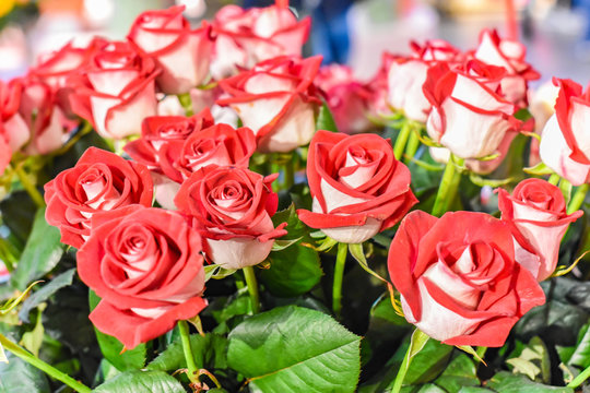 รูปภาพTojo – เลือกดูภาพถ่ายสต็อก เวกเตอร์ และวิดีโอ284 | Adobe Stock