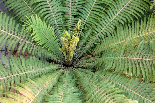 Imagens de Filicales – Explore Fotografias do Stock, Vetores e Vídeos ...