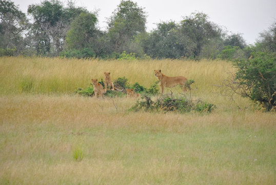 รูปภาพLeoni – เลือกดูภาพถ่ายสต็อก เวกเตอร์ และวิดีโอ1,014 | Adobe Stock