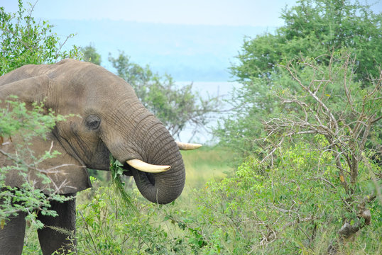 Pachiderma Bilder – Durchsuchen 777 Archivfotos, Vektorgrafiken und ...