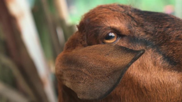 Sad Goat Images – Browse 1,467 Stock Photos, Vectors, and Video | Adobe ...