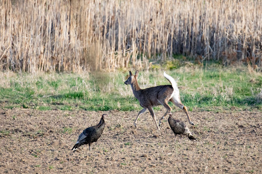 Deer Turkey Images – Browse 2,423 Stock Photos, Vectors, and Video ...