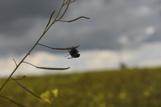 「Copulando」の画像 - 114 件の Stock 写真、ベクターおよびビデオ | Adobe Stock
