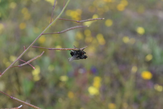 รูปภาพCopulando – เลือกดูภาพถ่ายสต็อก เวกเตอร์ และวิดีโอ114 | Adobe Stock
