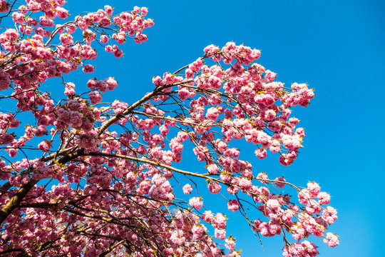 "Japanische Kirsche" Images – Parcourir 631 le catalogue de photos ...