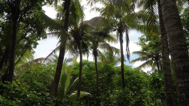 Imagens de Equatorial – Explore Fotografias do Stock, Vetores e Vídeos de 20,746 | Adobe Stock