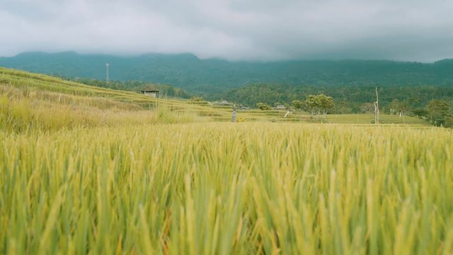 "Rice Stalks" Images – Browse 63 Stock Photos, Vectors, and Video ...
