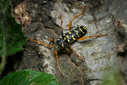 รูปภาพPolyphaga – เลือกดูภาพถ่ายสต็อก เวกเตอร์ และวิดีโอ1,622 | Adobe Stock