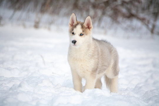 「Husky-Welpe」の画像 - 2,821 件の Stock 写真、ベクターおよびビデオ | Adobe Stock