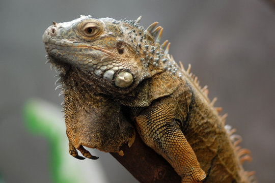 Legwan Images – Browse 95 Stock Photos, Vectors, and Video | Adobe Stock