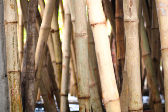 「Bumboo」の写真素材 | 40件の無料イラスト画像 | Adobe Stock