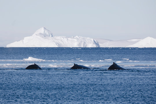 รูปภาพWhalewatching – เลือกดูภาพถ่ายสต็อก เวกเตอร์ และวิดีโอ1,200 ...