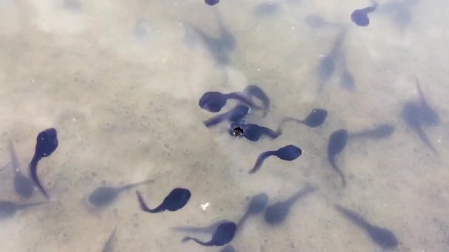 Tadpoles bilder – Bläddra bland 12,829 stockfoton, vektorer och videor ...