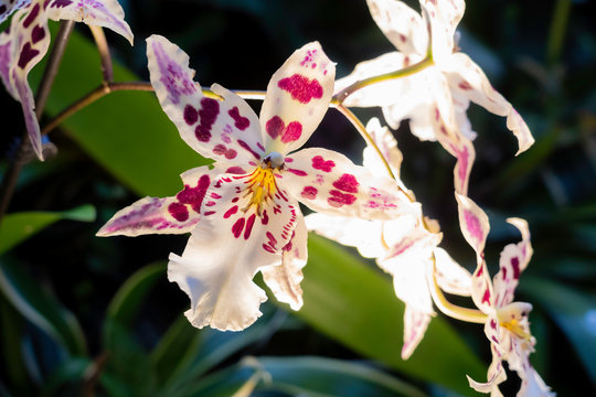 รูปภาพArthrophyta – เลือกดูภาพถ่ายสต็อก เวกเตอร์ และวิดีโอ454 | Adobe Stock