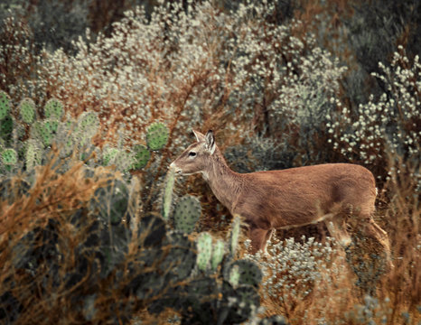 Venado 이미지 – 찾아보기 1,142 스톡 사진, 벡터 및 비디오 | Adobe Stock