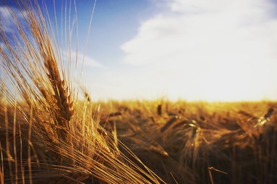 Winterweizen Bilder – Durchsuchen 2,361,257 Archivfotos, Vektorgrafiken ...