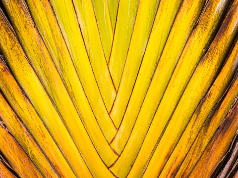 Ravinala Images – Parcourir 1,873 le catalogue de photos, vecteurs et ...