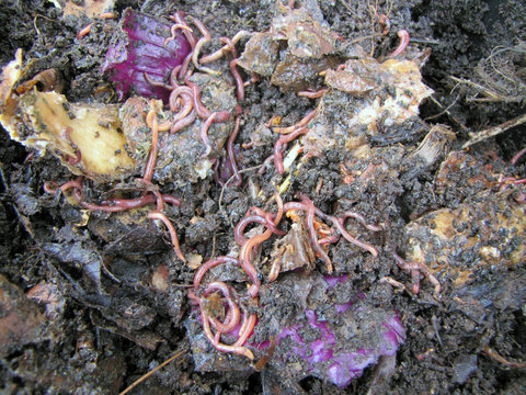 "Common Earthworm" Imagens – Procure 514 fotos, vetores e vídeos ...