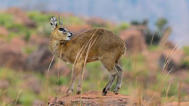Klipspringer Images – Parcourir 982 le catalogue de photos, vecteurs et ...