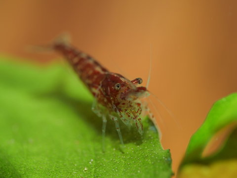 Imágenes de Kanc: descubre bancos de fotos, ilustraciones, vectores y ...