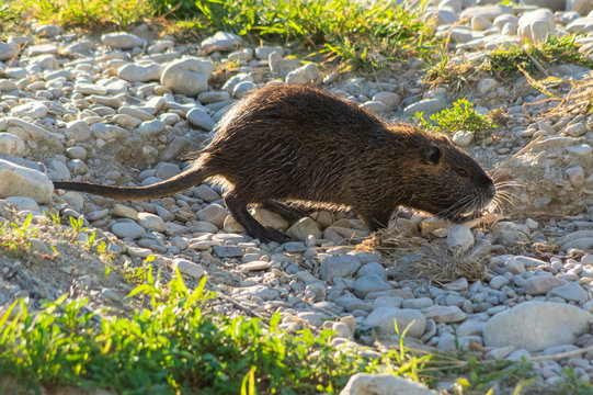 รูปภาพCastore – เลือกดูภาพถ่ายสต็อก เวกเตอร์ และวิดีโอ388 | Adobe Stock