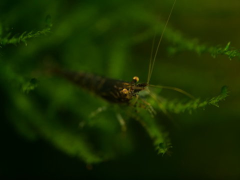 Kanc Bilder – Durchsuchen 249 Archivfotos, Vektorgrafiken und Videos ...